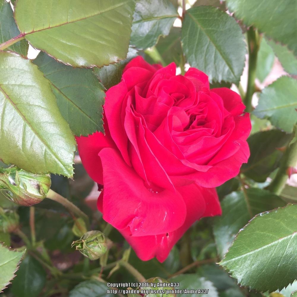 Photo of the bloom of Rose (Rosa 'Lilli Marleen') posted by AndreA33 ...