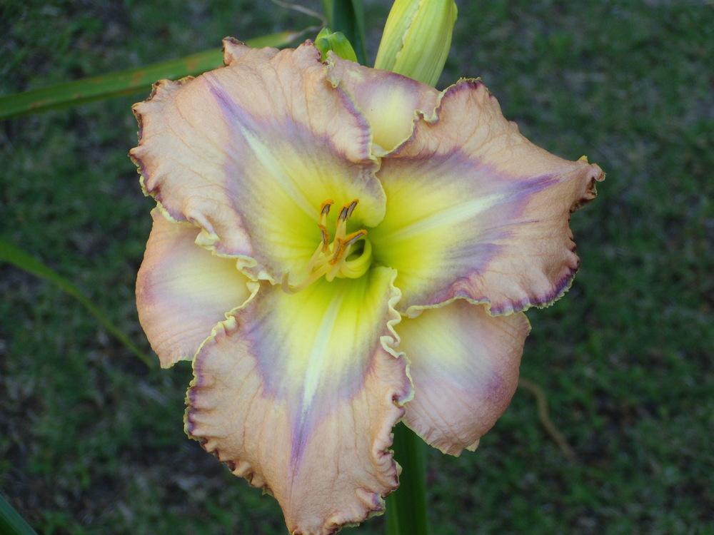 Daylily (Hemerocallis 'Pastel Pattern') in the Daylilies Database ...