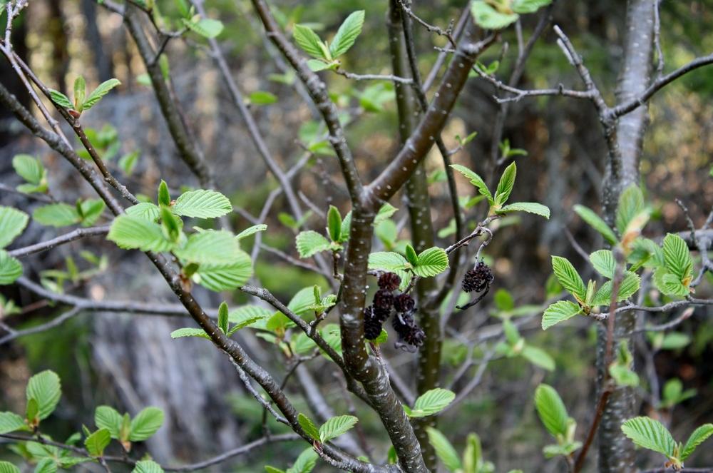 Photo of the entire plant of Speckled Alder (Alnus incana subsp. rugosa ...