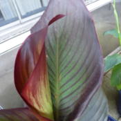 Photo of the bloom of Canna Lily (Canna x generalis Tropicanna® Black ...