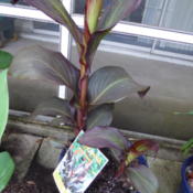 Photo of the bloom of Canna Lily (Canna x generalis Tropicanna® Black ...