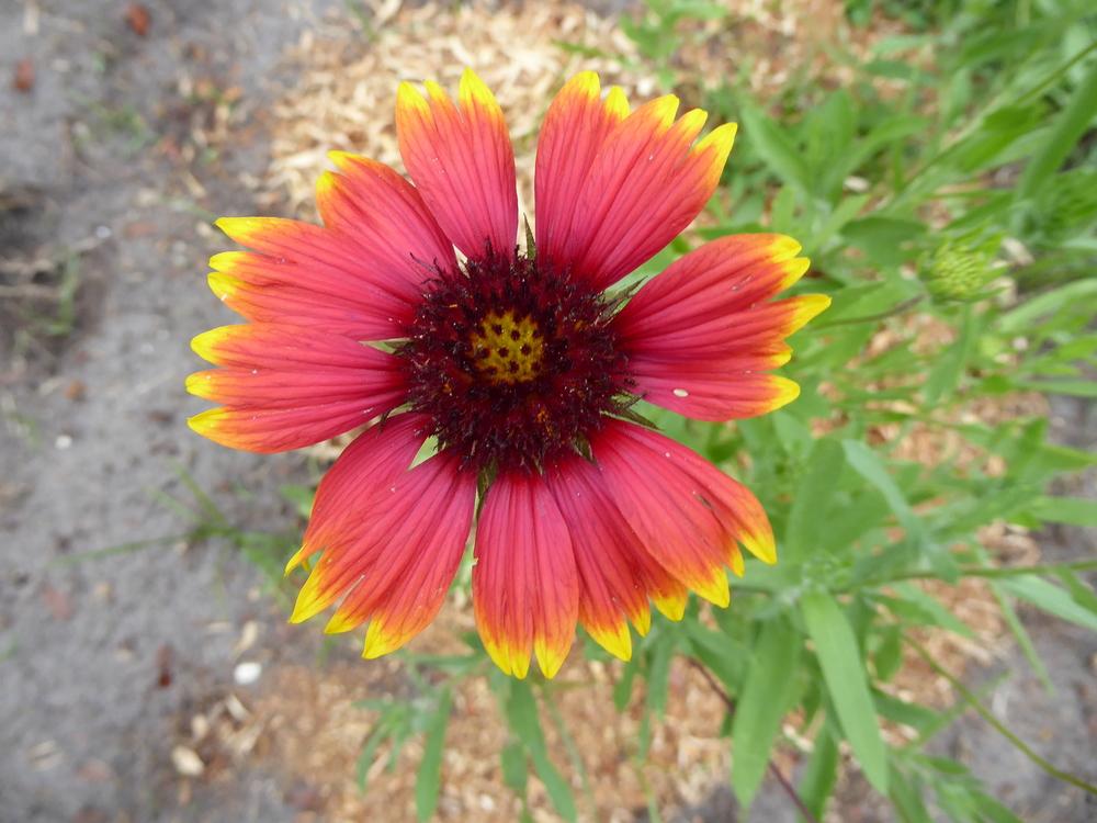 Blanket Flowers: Plant Care and Collection of Varieties - Garden.org