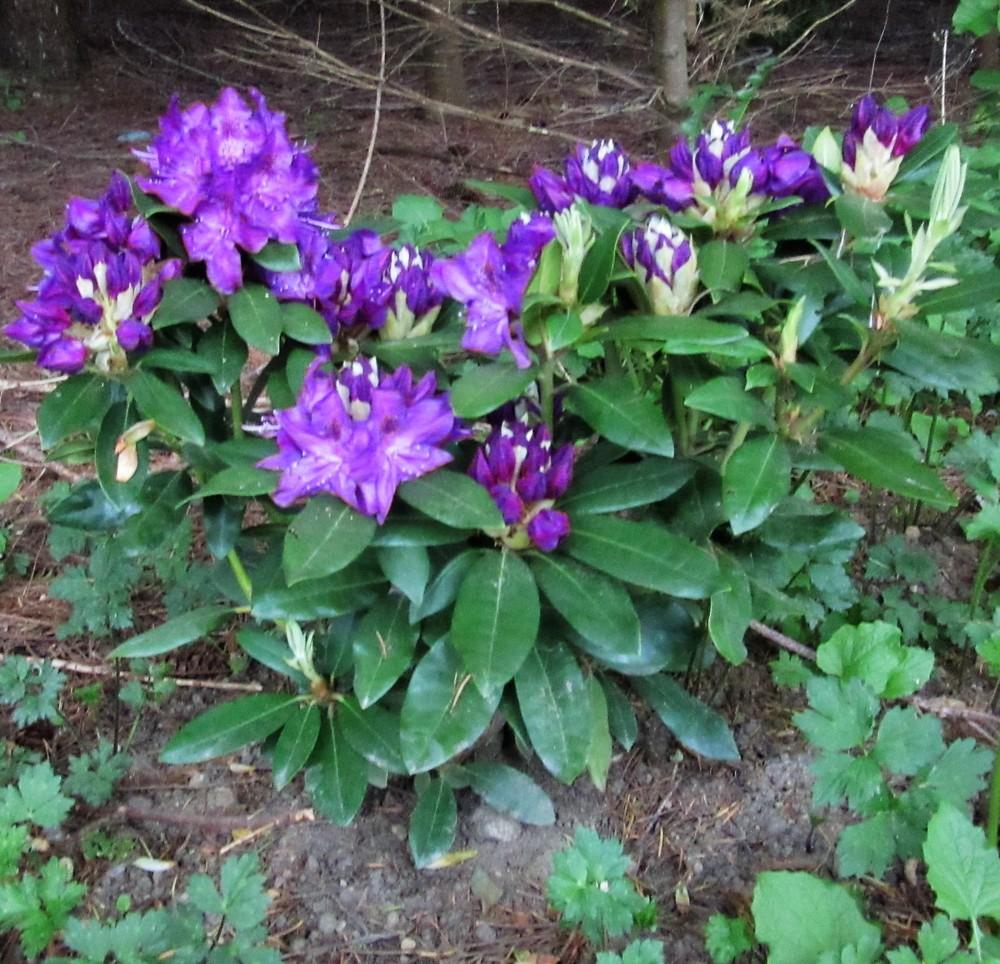 Rhododendron 'Florence Parks' in the Rhododendrons Database - Garden.org