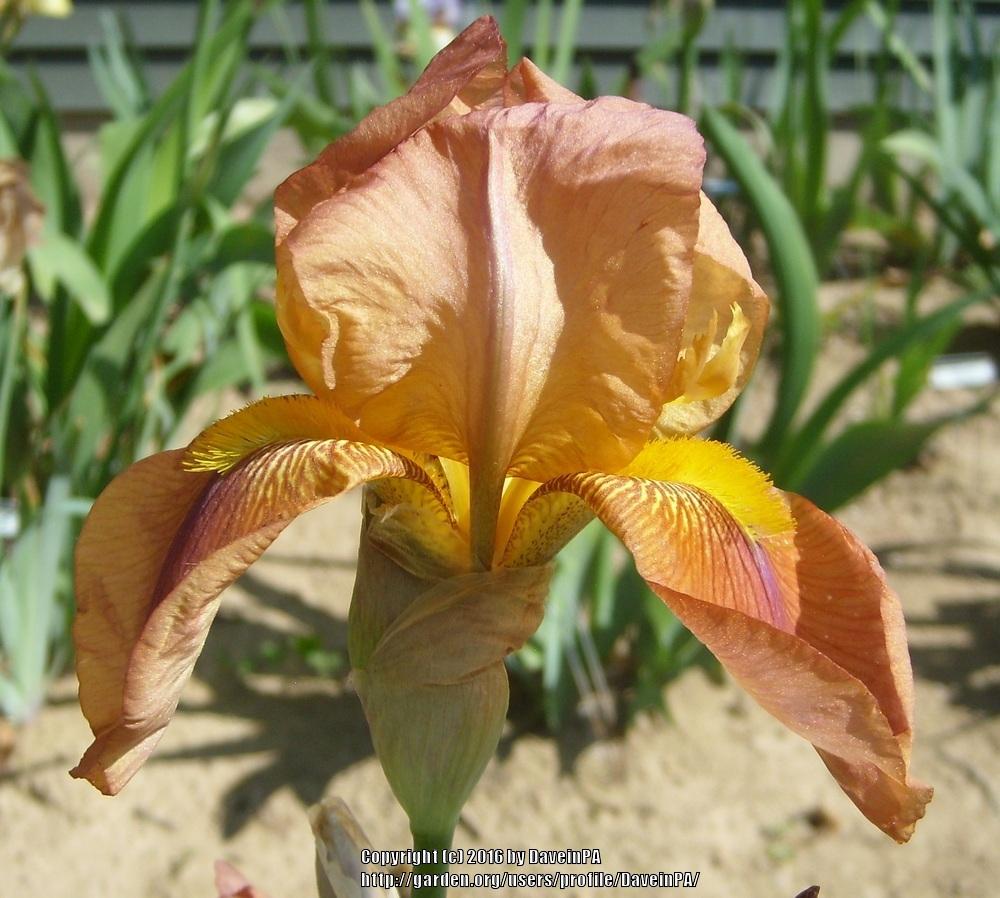 Let's See Some Historics in the Irises forum - Garden.org