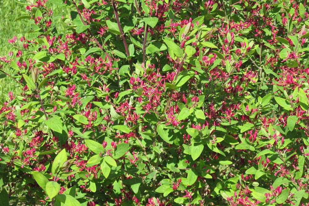 Photo of the bloom of Bush Honeysuckle (Lonicera tatarica 'Rosea ...