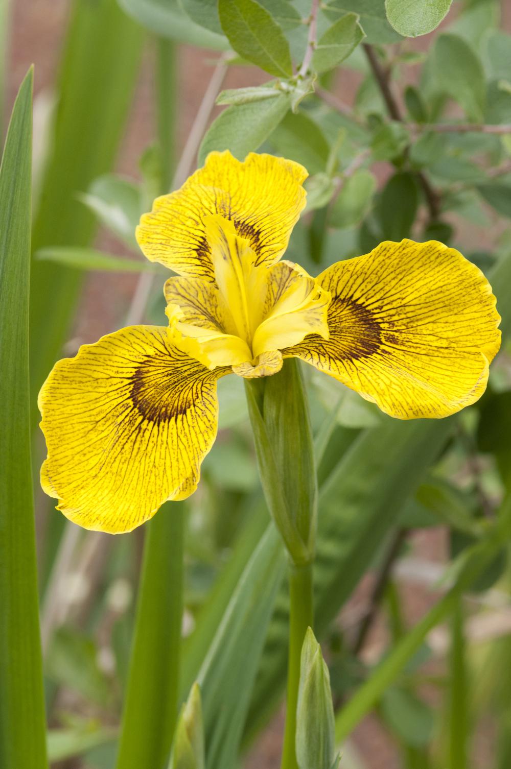 Species X Iris (Iris 'Roy Davidson') in the Irises Database - Garden.org
