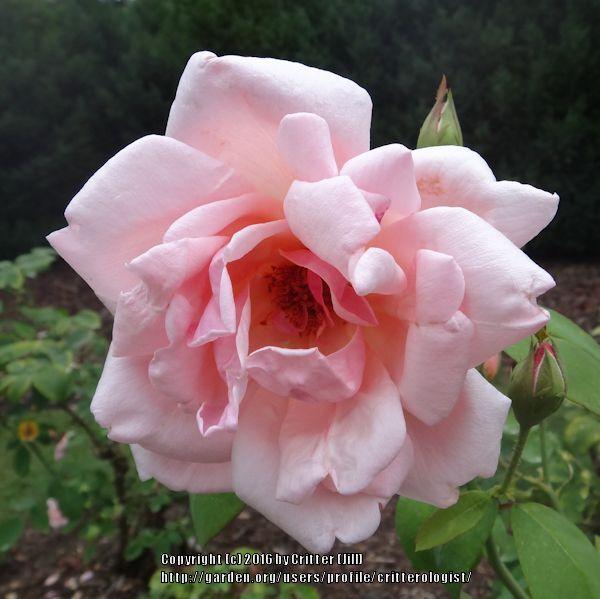 Photo of the bloom of Rose (Rosa 'Mrs. Arthur Robert Waddell') posted ...