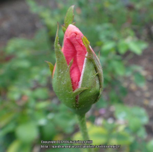 Photo of the closeup of buds, sepals and receptacles of Rose (Rosa 'Mrs. Arthur Robert Waddell ...