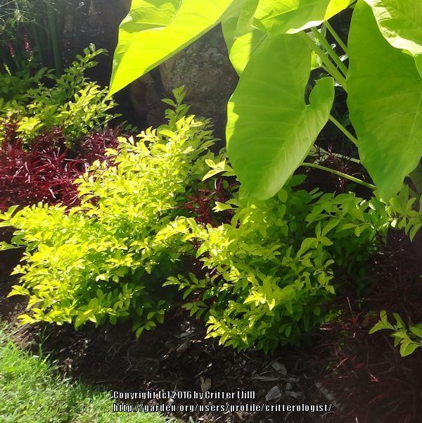 Joseph's Coat (Alternanthera ficoidea 'True Yellow') - Garden.org