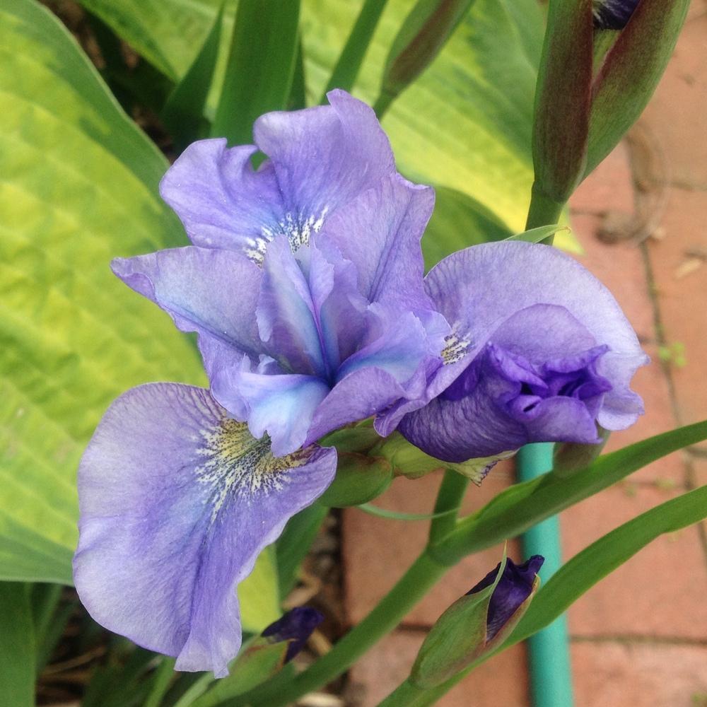 Siberian Iris (Iris 'Soft Winds') in the Irises Database - Garden.org