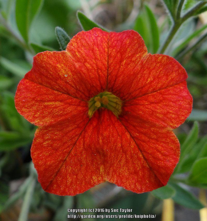 Calibrachoas: Plant Care and Collection of Varieties - Garden.org