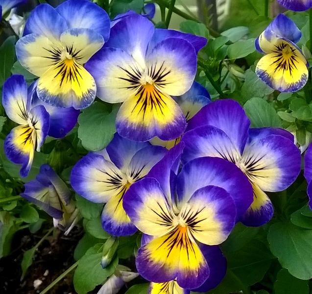 Photo of the bloom of Viola (Viola cornuta Penny™ Primrose Picotee ...