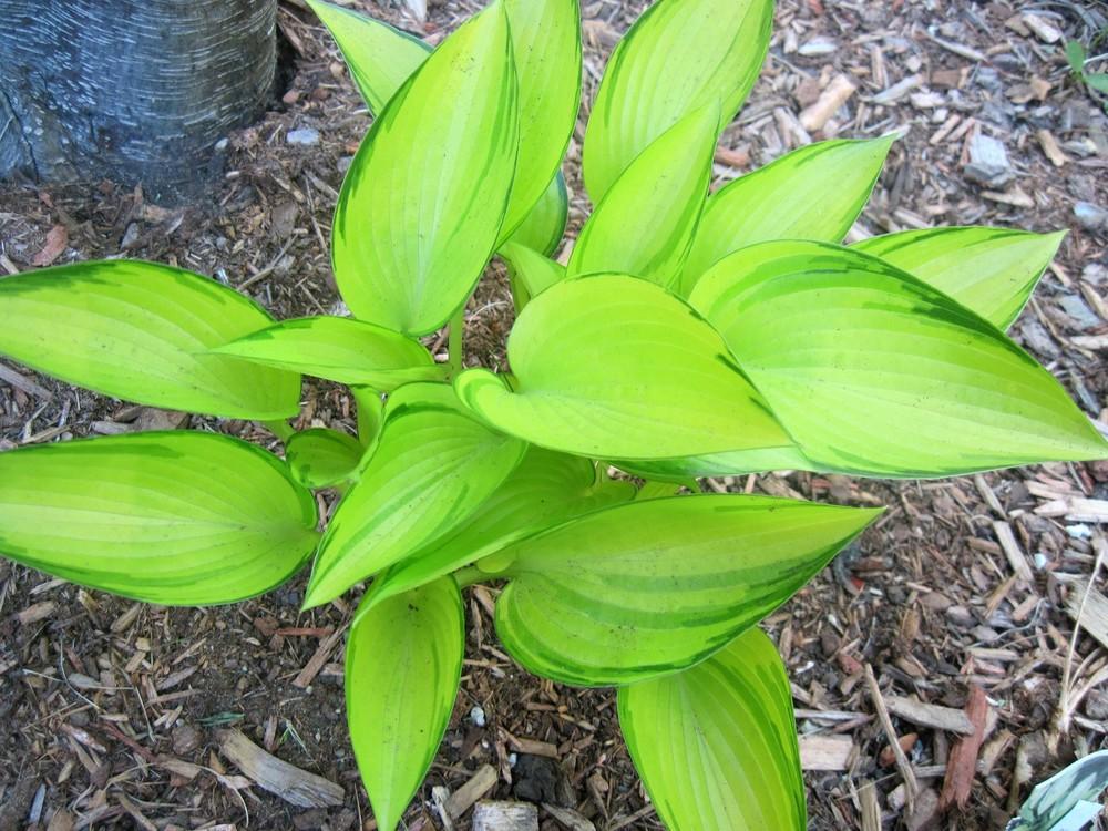 Photo of the leaves of Hosta 'June Fever' posted by robertduval14 ...