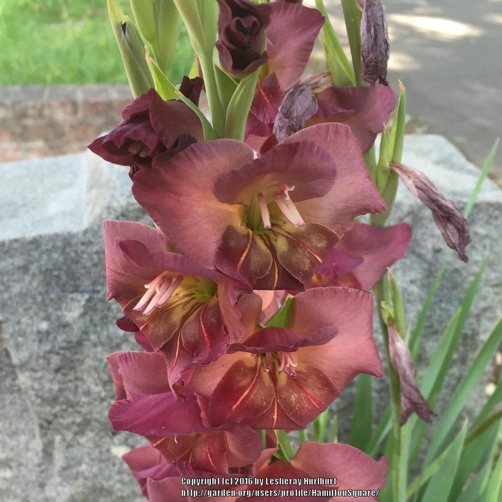 Photo of the bloom of Gladiola (Gladiolus Glamini® Tom) posted by ...