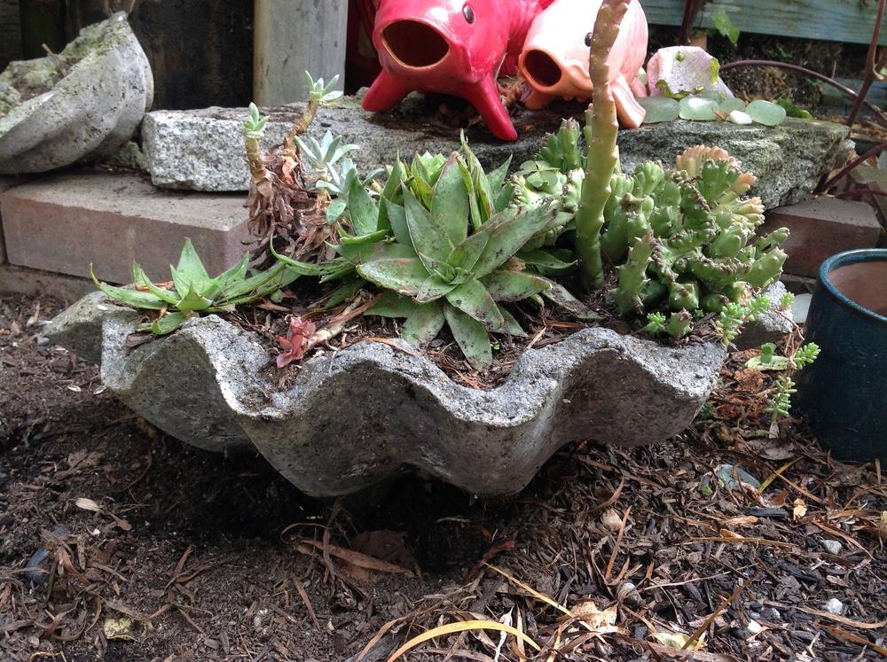 Show us your hypertufa projects!! in the Garden Art forum - Garden.org