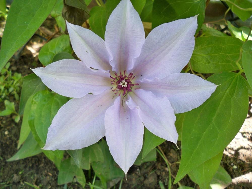 Photo of the bloom of Clematis 'Snow Queen' posted by NJBob - Garden.org