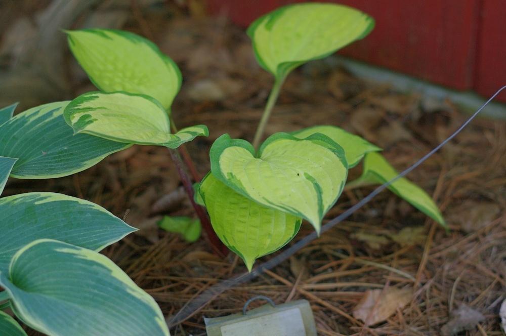 Hosta 'Volcano Fire' in the Hostas Database - Garden.org