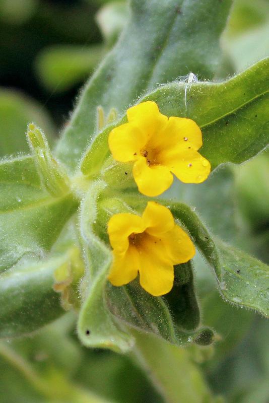 Alkanna orientalis - Garden.org