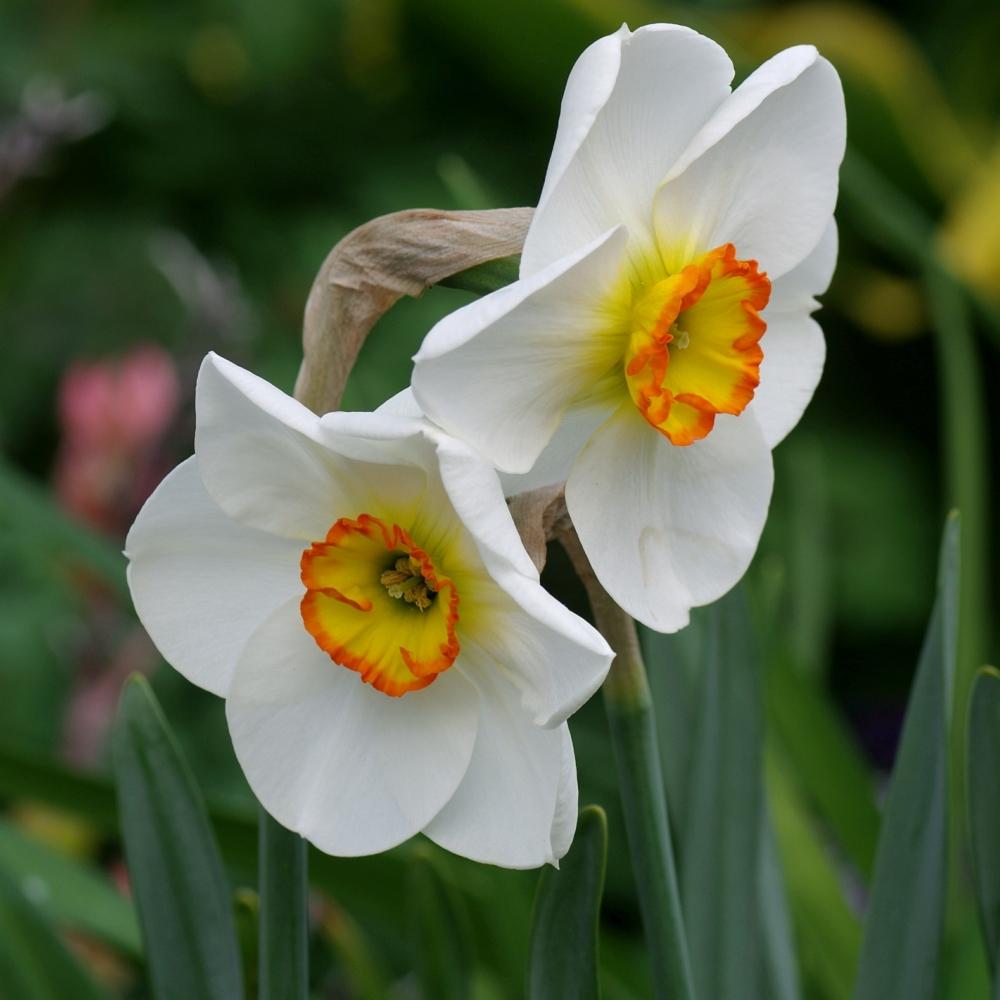 Small-Cupped Daffodil (Narcissus 'Merlin') in the Daffodils Database ...