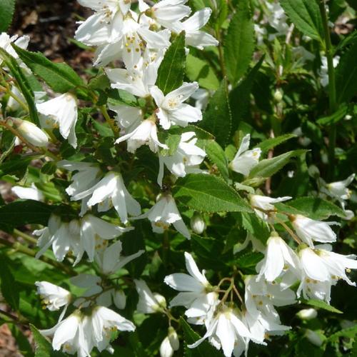 Deutzia Yuki Snowflake™ - Garden.org