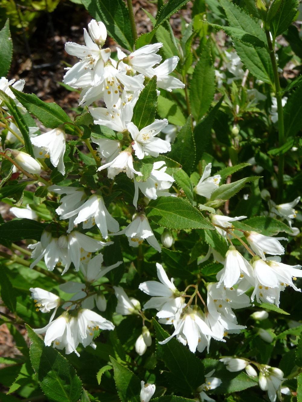 Photo of the bloom of Deutzia Yuki Snowflake™ posted by gardengus ...