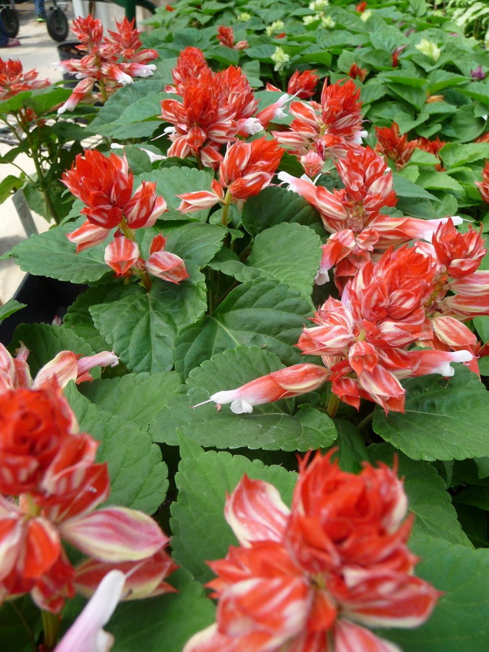 Red And White Salvia