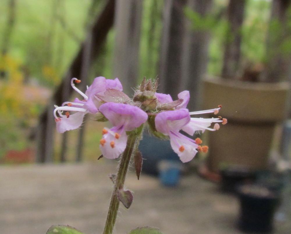Tree Basil (Ocimum gratissimum) in the Basils Database - Garden.org