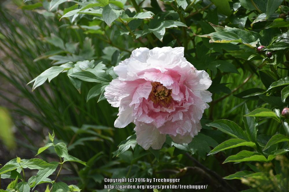 Photo of the bloom of Japanese Tree Peony (Paeonia x suffruticosa ...