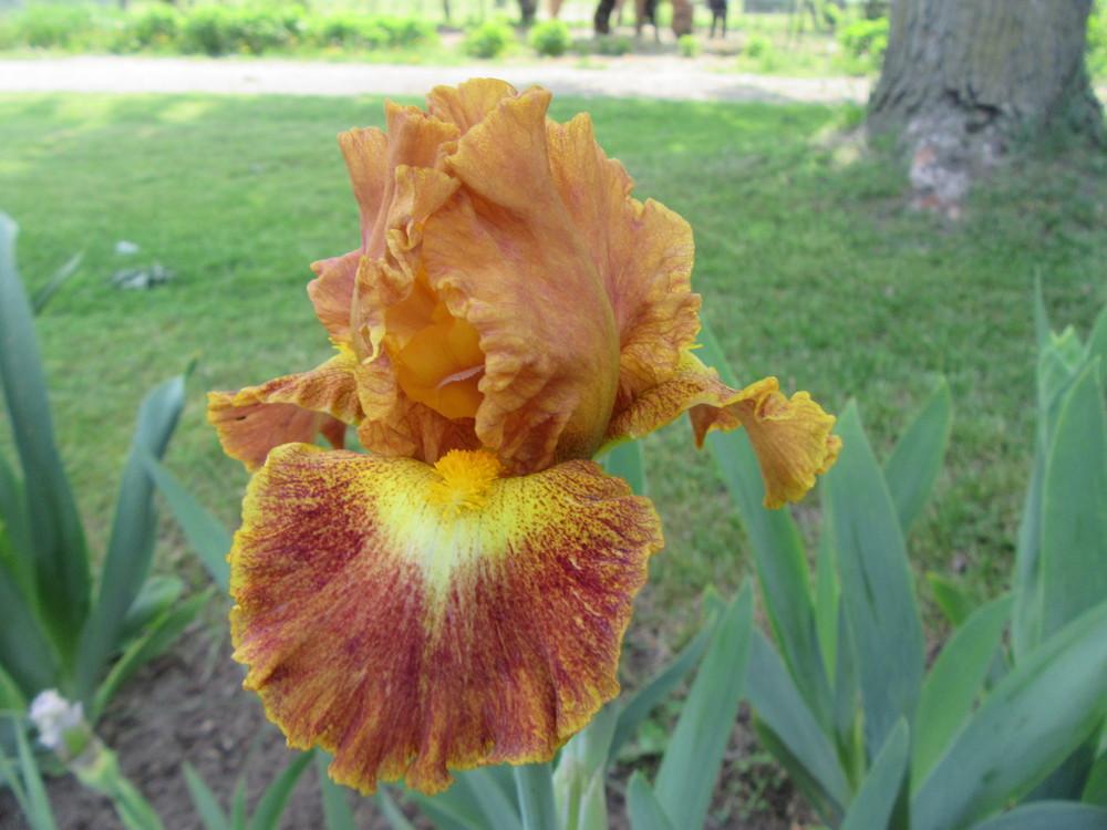 Intermediate Bearded Iris (Iris 'Apple Crisp') in the Irises Database ...