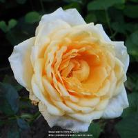 Photo of the bloom of Rose (Rosa 'Edith's Darling') posted by zuzu ...