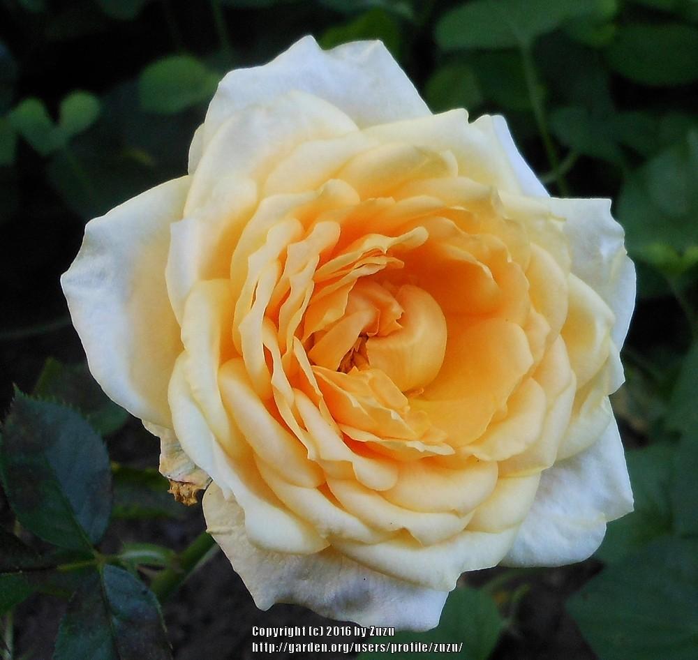 Photo of the bloom of Rose (Rosa 'Edith's Darling') posted by zuzu ...