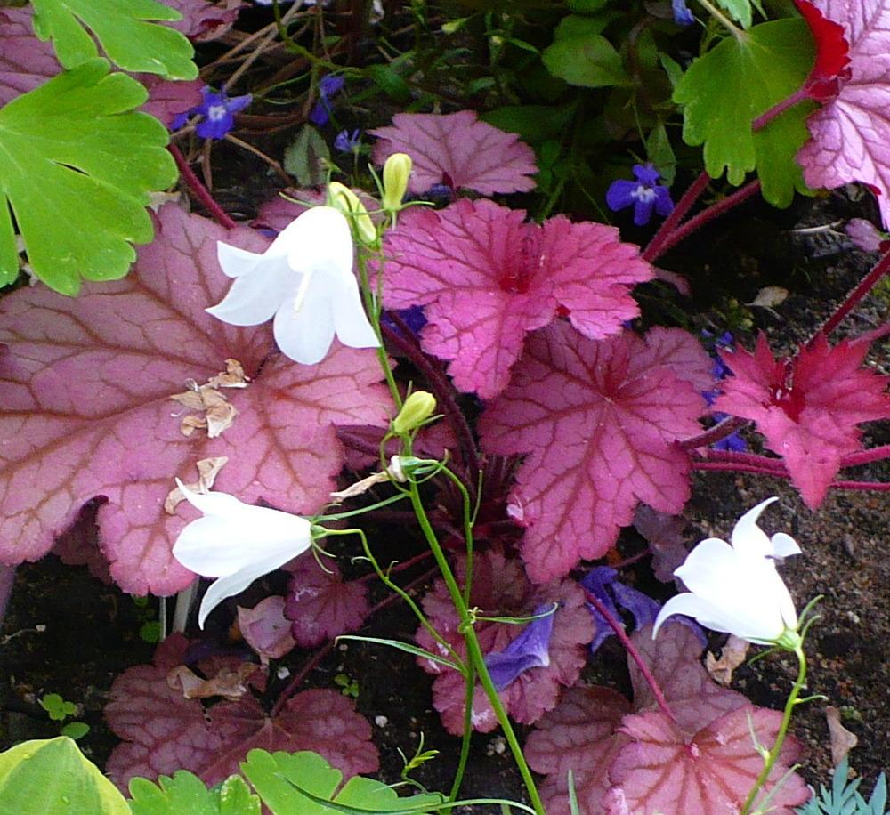 Bellflowers: Plant Care and Collection of Varieties - Garden.org