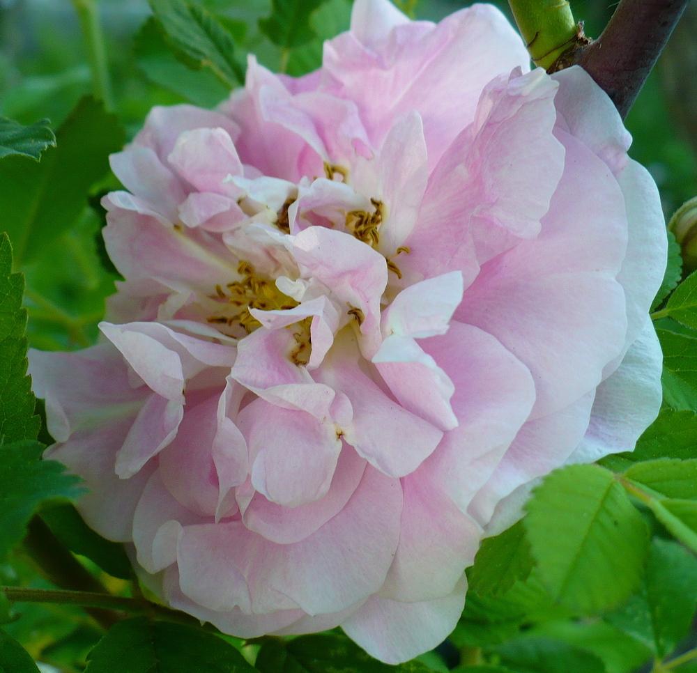 Rose (Rosa 'Martin Frobisher') in the Roses Database - Garden.org