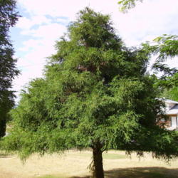 Photo of the entire plant of Japanese False Cypress (Chamaecyparis ...