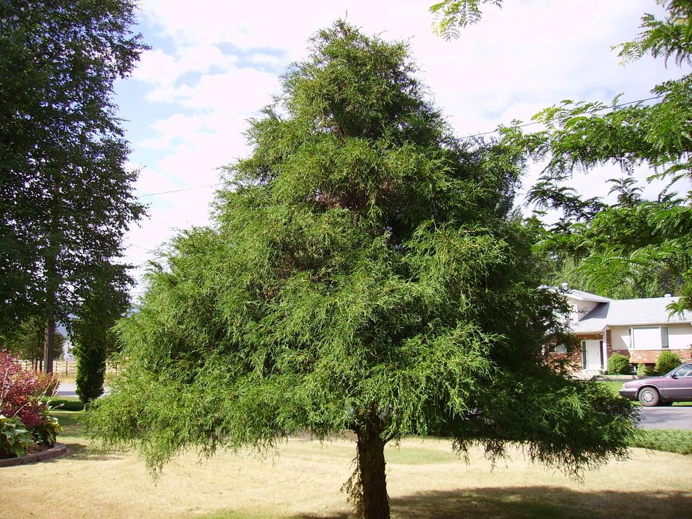 Japanese False Cypress (Chamaecyparis pisifera 'Filifera') - Garden.org