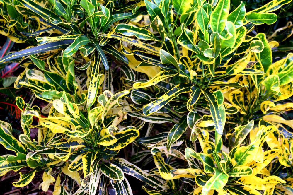 Croton (Codiaeum variegatum 'Yellow Excurrens') in the Crotons Database ...