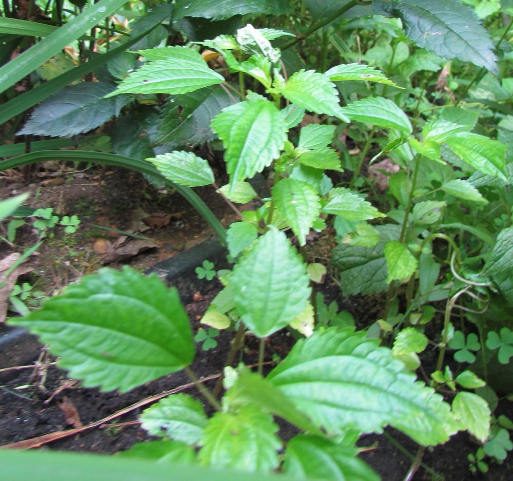 Clearweed (Pilea pumila) - Garden.org