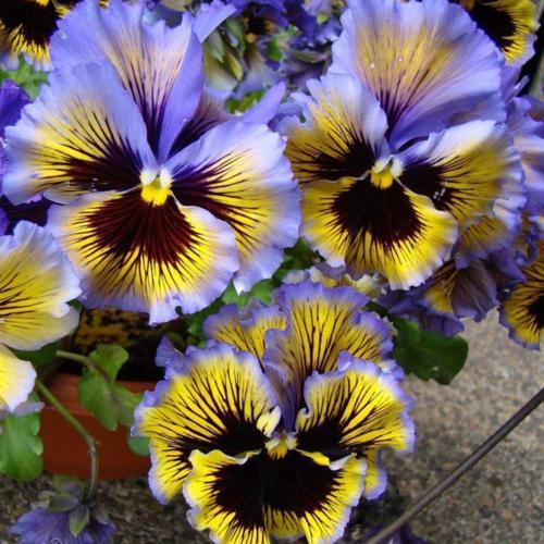 Violet (Viola cornuta 'Frizzle Sizzle Mix') in the Violas Database ...