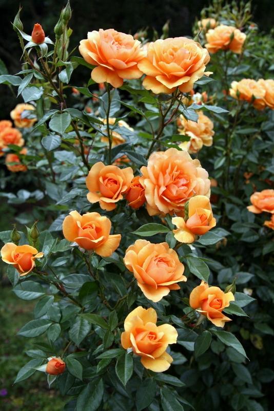 Photo of the bloom of Rose (Rosa 'South Africa') posted by Calif_Sue ...