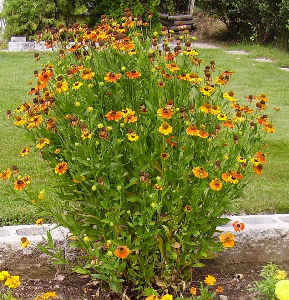 Helenium - Garden.org