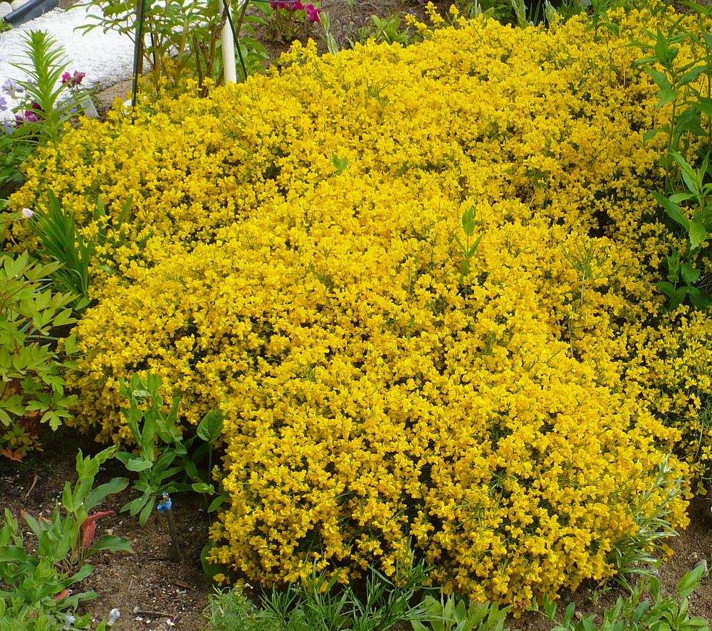 Lydian Broom (Genista lydia) - Garden.org