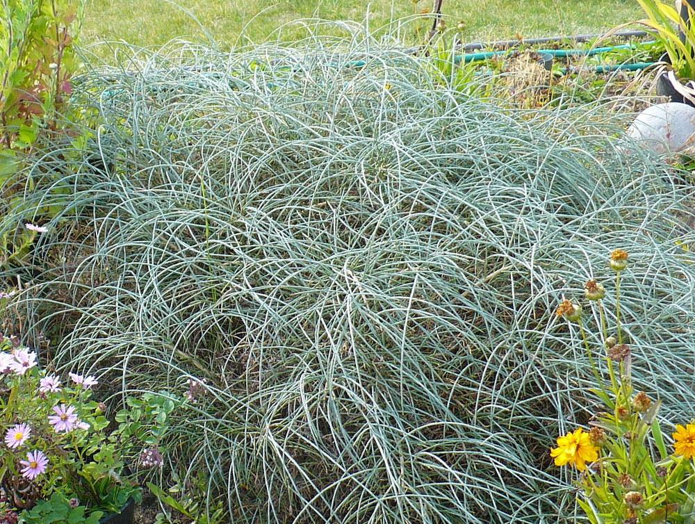 Photo of the stem, scape, stalk or bark of Lydian Broom (Genista lydia ...