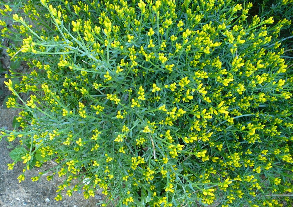 Photo of the closeup of buds, sepals and receptacles of Lydian Broom ...