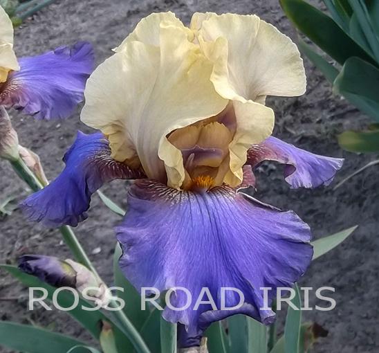 Tall Bearded Iris (Iris 'Mine') in the Irises Database - Garden.org