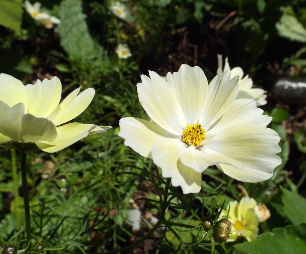 Photo of the entire plant of Cosmos (Cosmos bipinnatus 'Xanthos ...