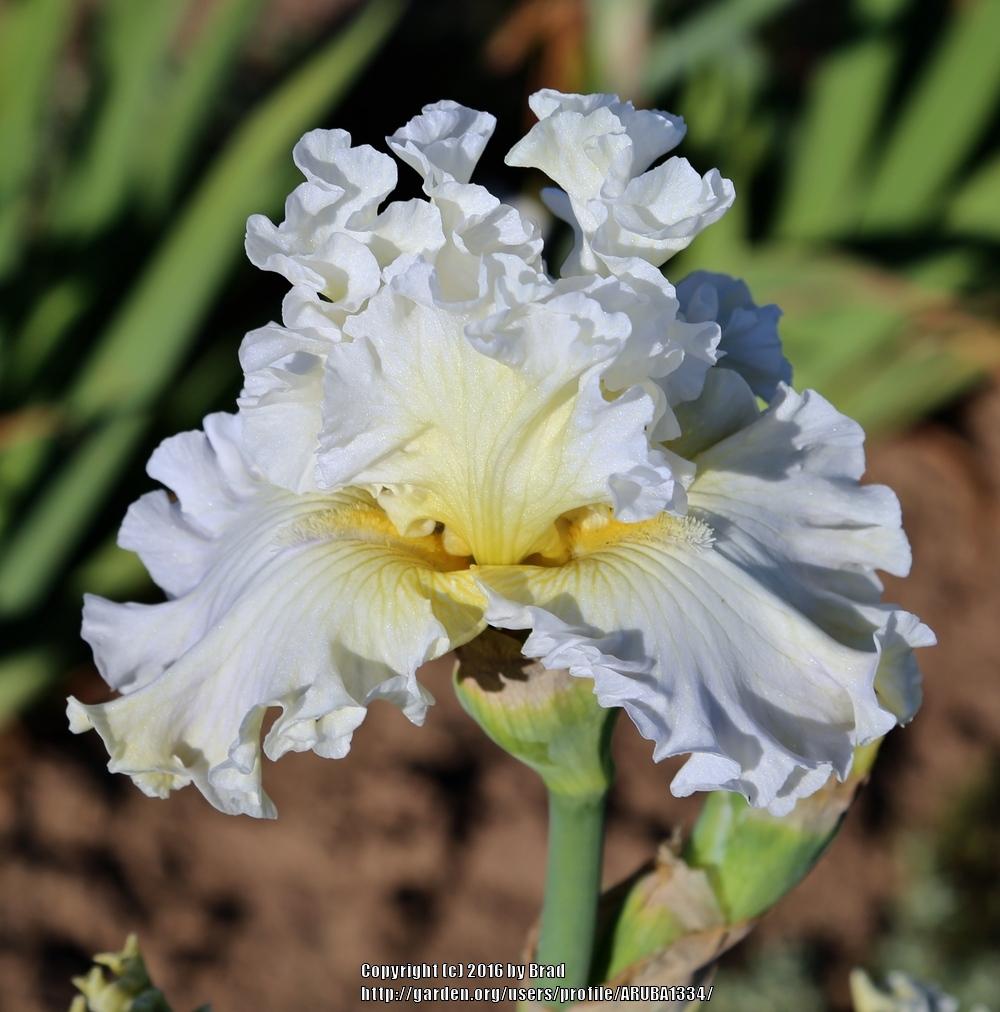 Photo of the bloom of Tall Bearded Iris (Iris 'Purist') posted by ...