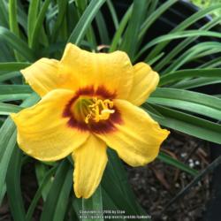 Daylily (Hemerocallis 'Siloam June Bug') in the Daylilies Database ...