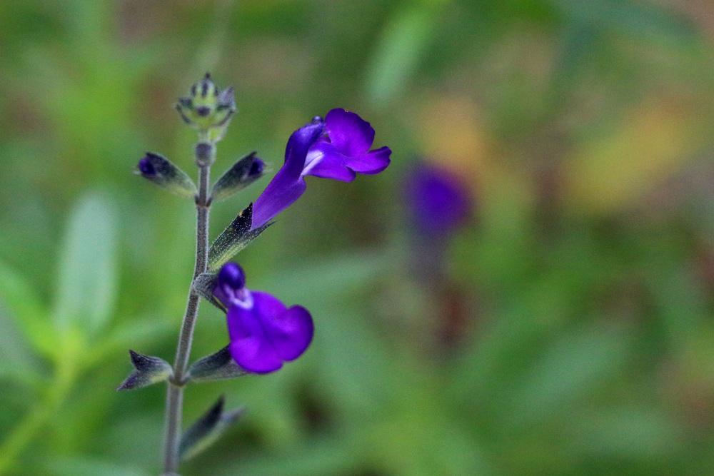 Photo of the bloom of Autumn sage (Salvia greggii Mesa™ Purple) posted ...
