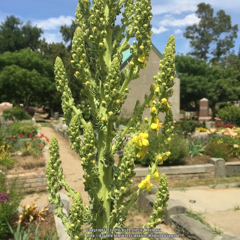 Photo of the stem, scape, stalk or bark of Olympic Mullein (Verbascum ...