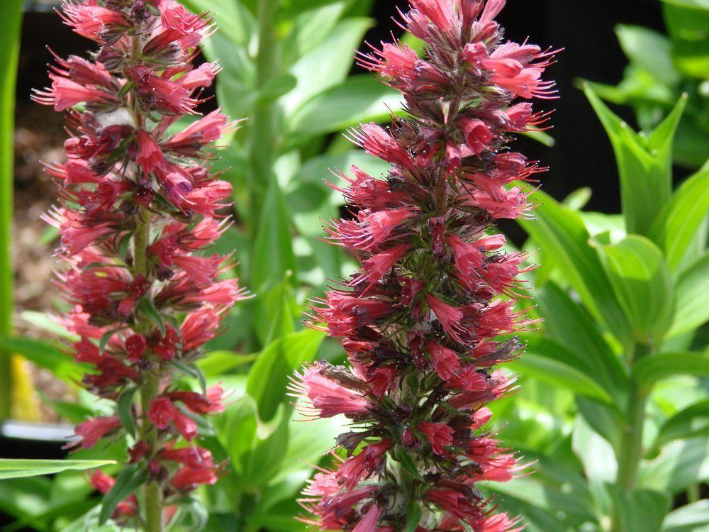 Photo of the bloom of Red Feathers (Echium amoenum) posted by Joy ...